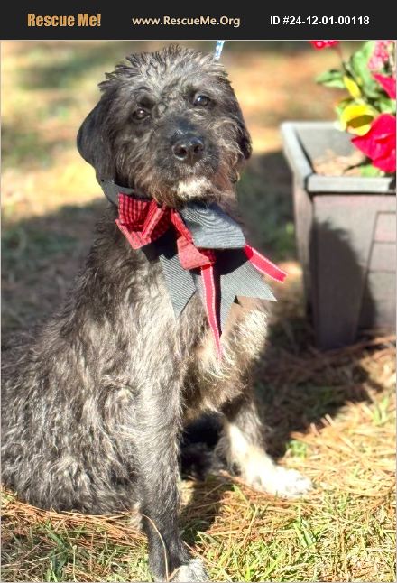 ADOPT 24120100118 ~ Schnauzer Rescue ~ Jesup, GA