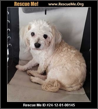 - Washington Maltese Rescue - ADOPTIONS - Rescue Me!