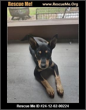 - Mississippi Dog Rescue - ADOPTIONS - Rescue Me!