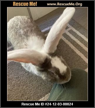 - California Rabbit Rescue - ADOPTIONS - Rescue Me!