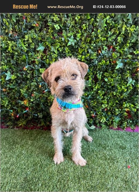 ADOPT 24120300066 ~ Border Terrier Rescue ~ Carlsbad, CA