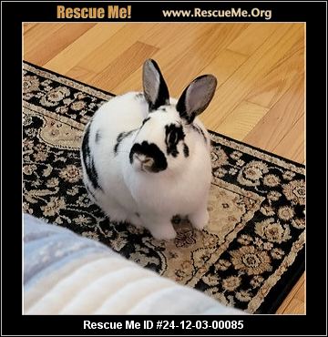 - Virginia Rabbit Rescue - ADOPTIONS - Rescue Me!