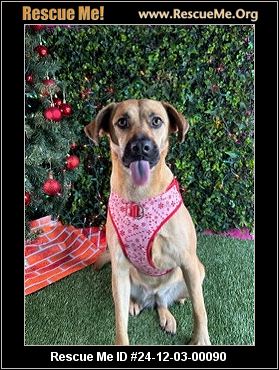 - California Rhodesian Ridgeback Rescue - ADOPTIONS - Rescue Me!