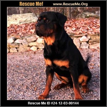 - Rhode Island Dog Rescue - ADOPTIONS - Rescue Me!