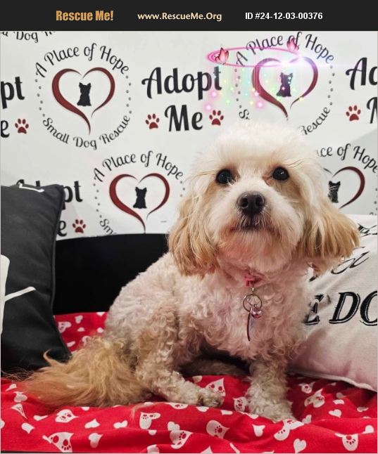 ADOPT 24120300376 ~ Cockapoo Rescue ~ Pensacola, FL