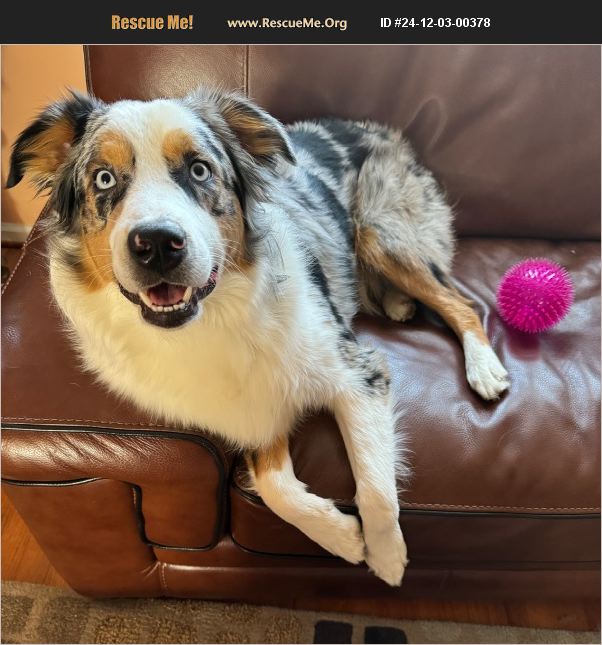ADOPT 24120300378 ~ Australian Shepherd Rescue ~ Alexandria, VA