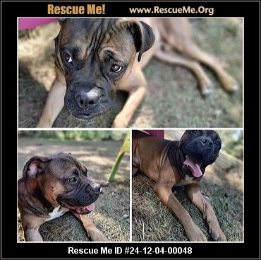 - Alabama Boxer Rescue - ADOPTIONS - Rescue Me!