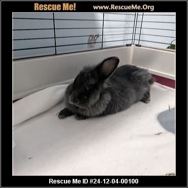 - Tennessee Rabbit Rescue - ADOPTIONS - Rescue Me!