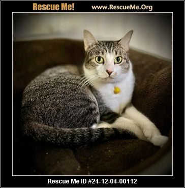 - Wisconsin Cat Rescue - ADOPTIONS - Rescue Me!