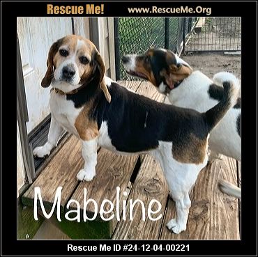 - Minnesota Dog Rescue - ADOPTIONS - Rescue Me!