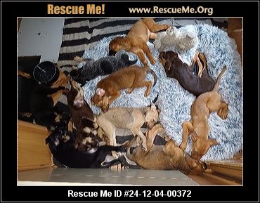 - Australia Dog Rescue - ADOPTIONS - Rescue Me!