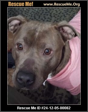 - Arizona Pit Bull Rescue - ADOPTIONS - Rescue Me!