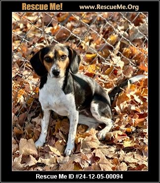 - Minnesota Dog Rescue - ADOPTIONS - Rescue Me!