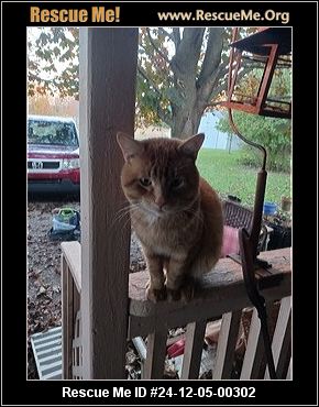 - Michigan Cat Rescue - ADOPTIONS - Rescue Me!