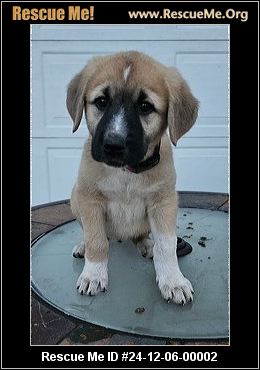 - Nebraska Dog Rescue - ADOPTIONS - Rescue Me!