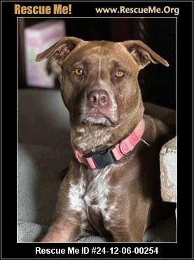 - Texas Pit Bull Rescue - ADOPTIONS - Rescue Me!