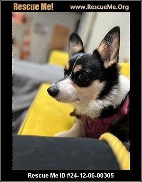- California Corgi Rescue - ADOPTIONS - Rescue Me!