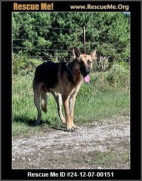 - Texas German Shepherd Rescue - ADOPTIONS - Rescue Me!