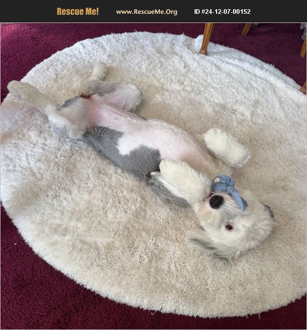 ADOPT 24120700152 ~ Old English Sheepdog Rescue ~ Harrodsburg, KY