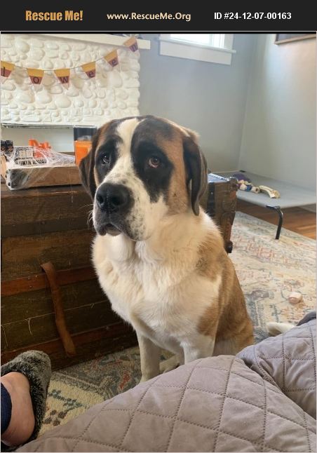 ADOPT 24120700163 ~ Saint Bernard Rescue ~ Staunton, VA
