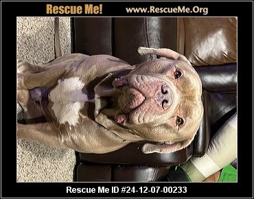 - Colorado Pit Bull Rescue - ADOPTIONS - Rescue Me!