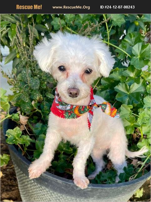 ADOPT 24120700243 ~ Maltese Rescue ~ Tarzana, CA