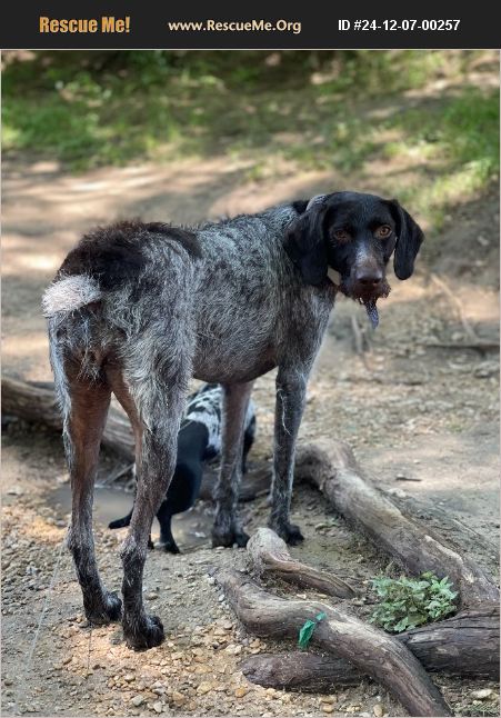 ADOPT 24120700257 ~ German Wirehaired Pointer Rescue ~ New Braunfels, TX