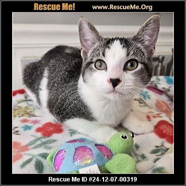 - Missouri Cat Rescue - ADOPTIONS - Rescue Me!