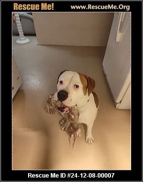 - California American Bulldog Rescue - ADOPTIONS - Rescue Me!