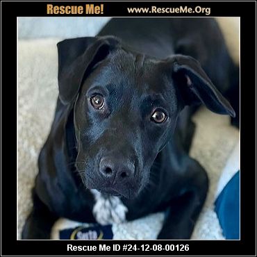 - Colorado Lab Rescue - ADOPTIONS - Rescue Me!