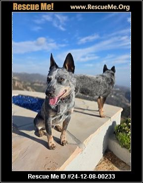 - California Australian Cattle Dog Rescue - ADOPTIONS - Rescue Me!