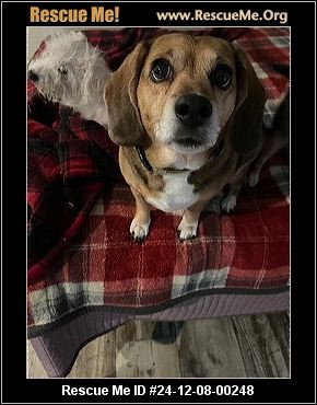 - Texas Corgi Rescue - ADOPTIONS - Rescue Me!