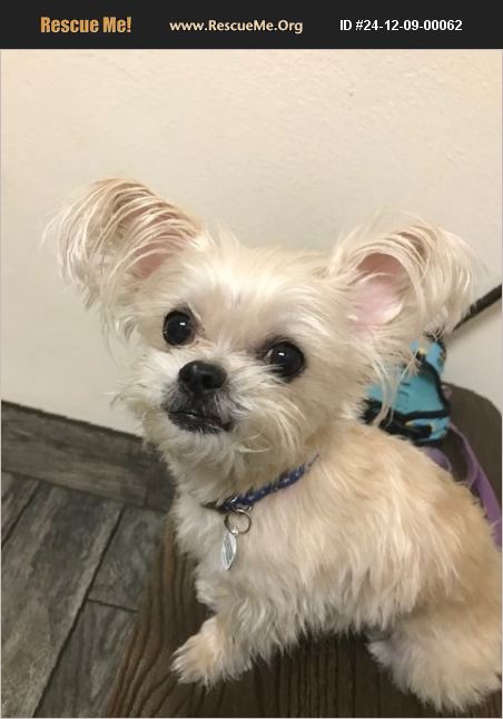 ADOPT 24120900062 ~ Maltese Rescue ~ Studio City, CA