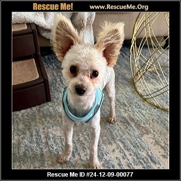- North Carolina Maltese Rescue - ADOPTIONS - Rescue Me!