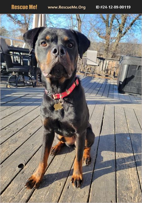 ADOPT 24120900119 ~ Rottweiler Rescue ~ Muskego, WI