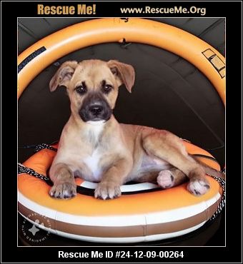 - Delaware Dog Rescue - ADOPTIONS - Rescue Me!