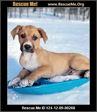 - Delaware Dog Rescue - ADOPTIONS - Rescue Me!