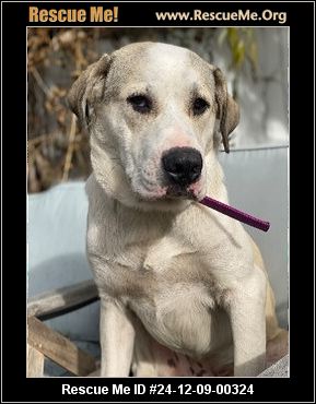 - Colorado Lab Rescue - ADOPTIONS - Rescue Me!