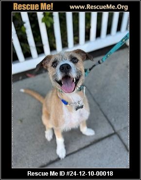 - California Border Terrier Rescue - ADOPTIONS - Rescue Me!
