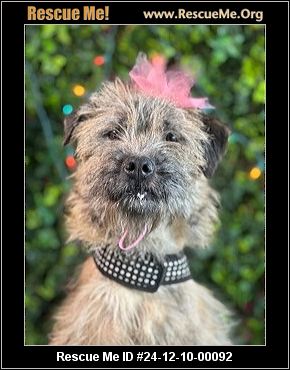 - California Border Terrier Rescue - ADOPTIONS - Rescue Me!