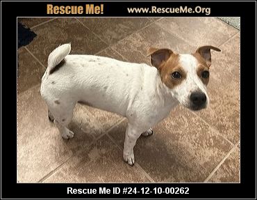 - Texas Jack Russell Rescue - ADOPTIONS - Rescue Me!