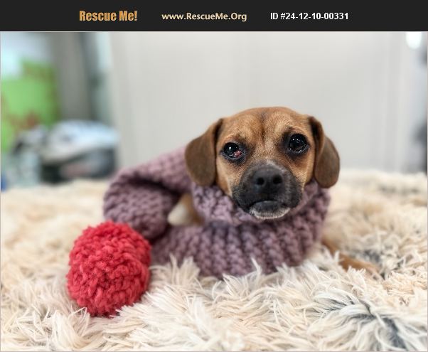 ADOPT 24121000331 ~ Pug Rescue ~ Stratford, CT