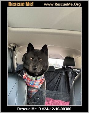 - Virginia Siberian Husky Rescue - ADOPTIONS - Rescue Me!