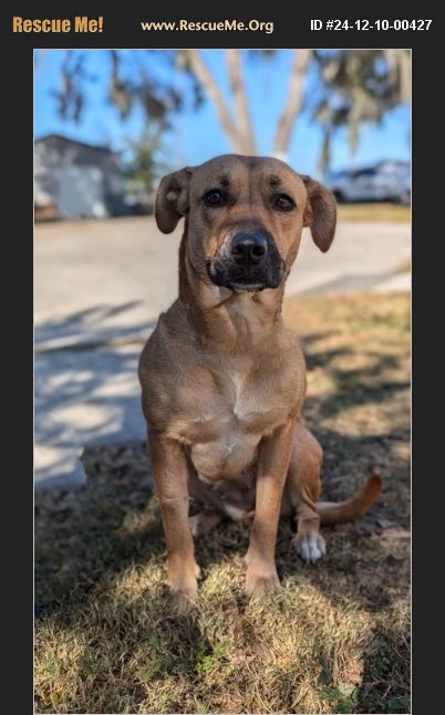ADOPT 24121000427 ~ Black Mouth Cur Rescue ~ INVERNESS, FL