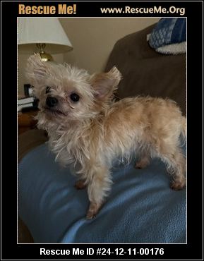 - California Yorkie Rescue - ADOPTIONS - Rescue Me!