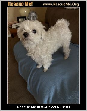 - California Maltese Rescue - ADOPTIONS - Rescue Me!