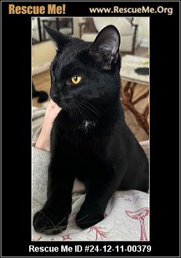 - South Carolina Cat Rescue - ADOPTIONS - Rescue Me!