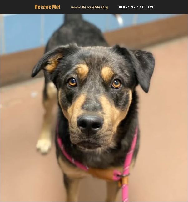 ADOPT 24121200021 ~ Rottweiler Rescue ~ Chicago, IL