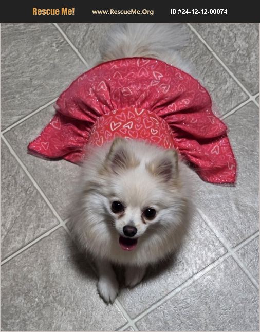 ADOPT 24121200074 ~ Pomeranian Rescue ~ Yorktown, VA