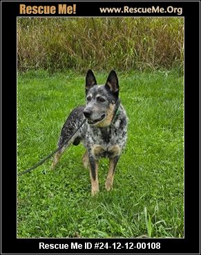 - Kentucky Dog Rescue - ADOPTIONS - Rescue Me!